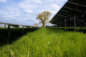 Cero Generation - Solar Energy Developer